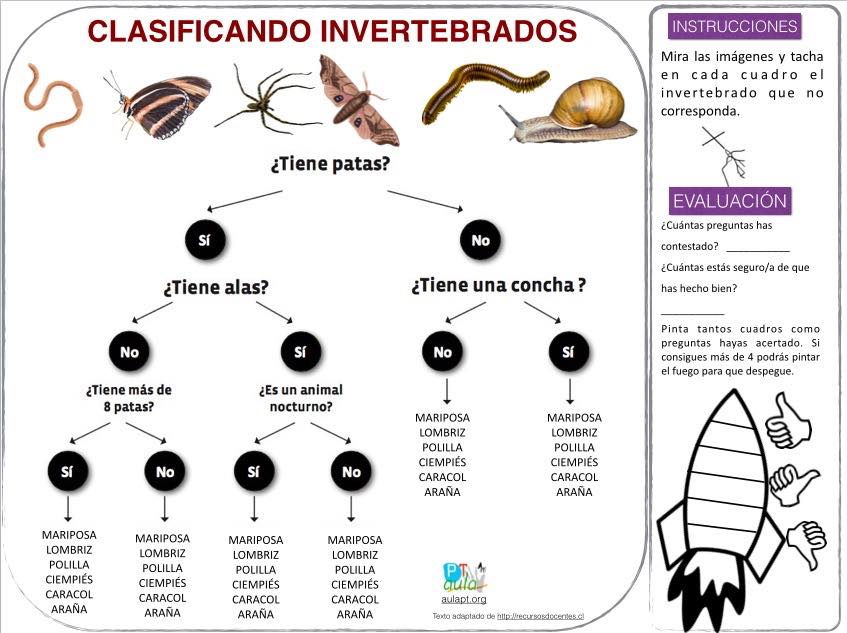 Clasificación de mamíferos y de invertebrados | El Rincón De Aprender